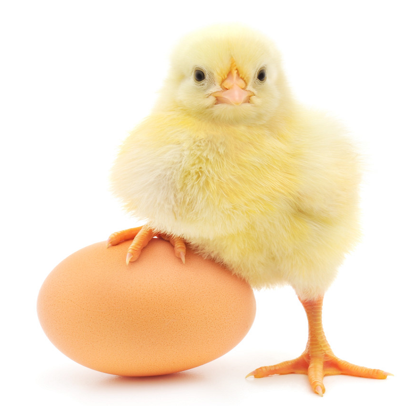 Poussin d'un jour(Marché de Goma)